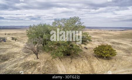 Old aspen tree trunk, roots and branches Stock Photo - Alamy