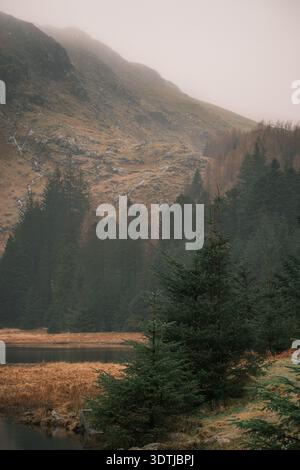 Foggy and moody coniferous forest with rocks overgrown with lush green ...