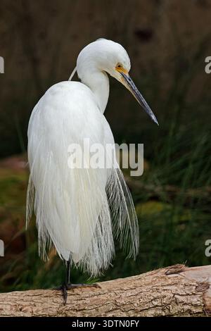 Eastern Great Egret (Ardea alba modesta) Aves Stock Photo - Alamy