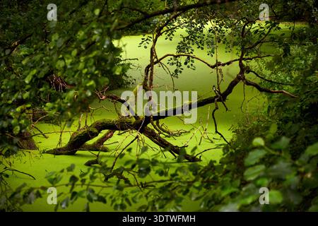 A dense layer of bright green duckweed blankets a calm body of water ...