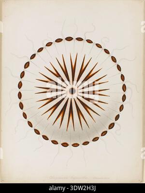 “Chrysaora hysoscella” Compass Jellyfish Illustration. Le Havre, France ...