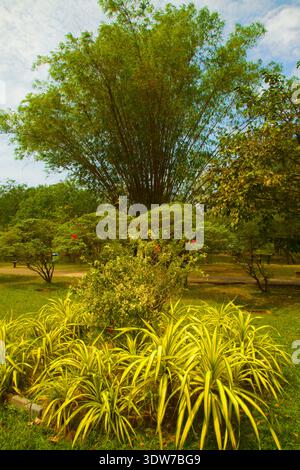 Vihara Maha Devi Park in Colombo, Sri Lanka Stock Photo - Alamy