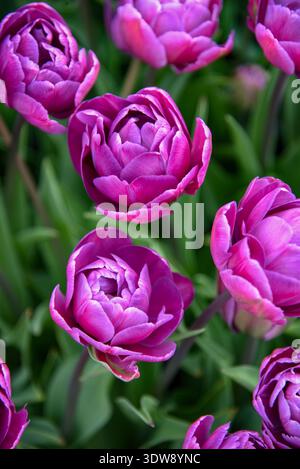 Close up shot showing tulip flower with white petals and yellow and red ...