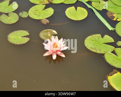 Lotus flowers bloom in a pond at Banhe Village, Chengguan Town ...