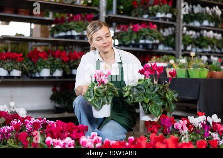 Large supply of cyclamen blossom plants in warehouse flower shop ...