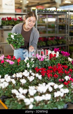 Female shopper selects cyclamen flowers at flower shop Stock Photo - Alamy