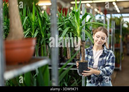 Florist girl moves elephantipes flowers pots in greenhouse Stock Photo ...