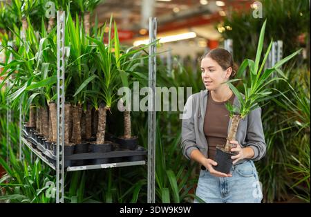 Florist girl moves elephantipes flowers pots in greenhouse Stock Photo ...