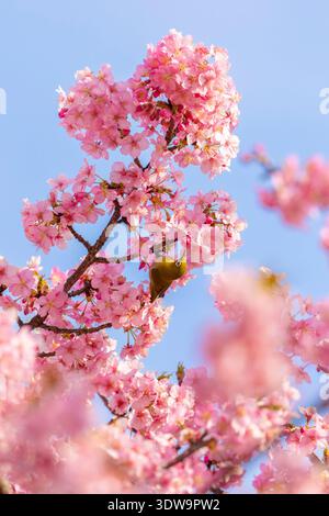 Japanese white-eye feeding from Kawazu cherry blossoms in bright spring ...