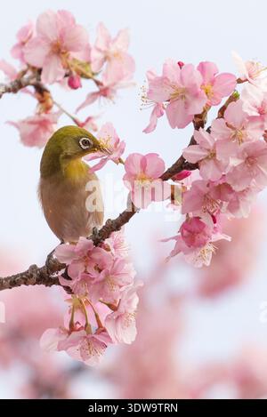 Japanese white-eye feeding from Kawazu cherry blossoms in bright spring ...