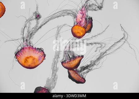 Vibrant orange jellyfish with long tentacles floating in dark blue ...