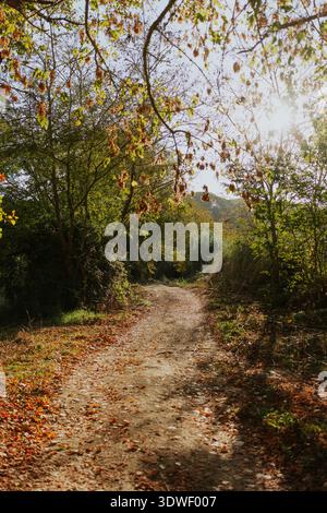 Sunlit dirt path winds through green foliage. Banana leaves frame the ...