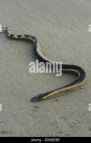 venomous sea animal on beach,venomous sea animal,Portuguese Man o War ...