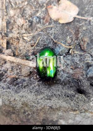 Macro of green metallic beetle crawling on tree bark, highlighting ...