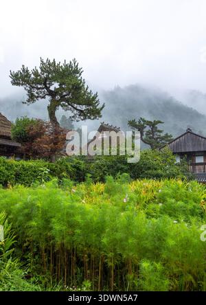 Traditional thatched roof houses of Miyama village in Kyoto Prefecture ...
