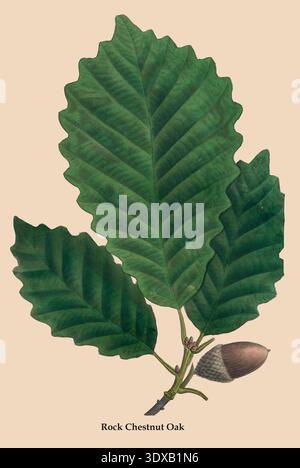 chestnut oak (Quercus montana Stock Photo - Alamy