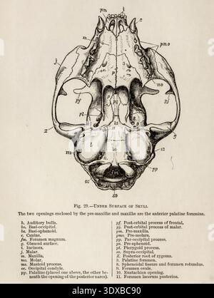 Cat anatomy illustration showing a ventral dissection exposing internal ...