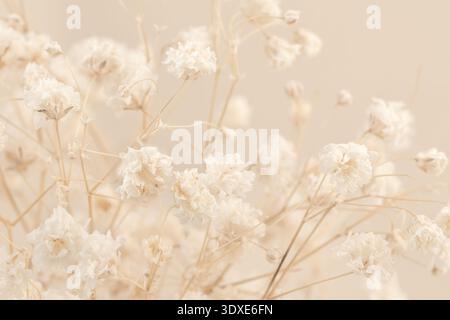 Gypsophila romantic little white flowers bouquet background macro Stock ...