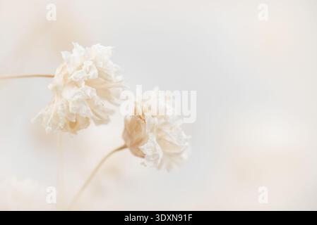 Gypsophila elegant beige small flowers with natural blur background ...