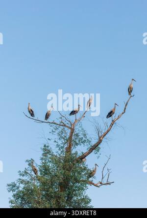Storks sit in their nest high above cows in the Taunu region near ...