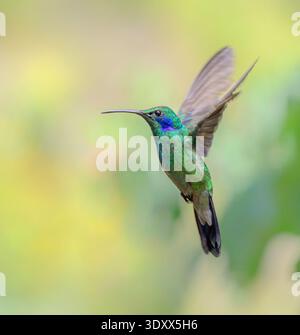 Lesser Violetear Hummingbird flying (Colibri thalassinus) Ecuador Stock ...