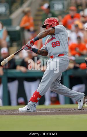 St. Louis Cardinals' Nelson Velázquez, right, scores a run on a single ...