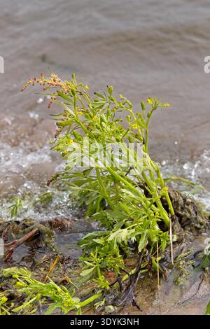 cursed crowfoot (Ranunculus sceleratus Stock Photo - Alamy