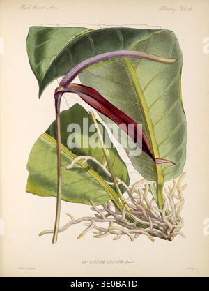 Biologia Centrali-Americana London, 1879-1915, archaeology, botany ...