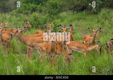 Rwanda, Akagera National Park Stock Photo - Alamy