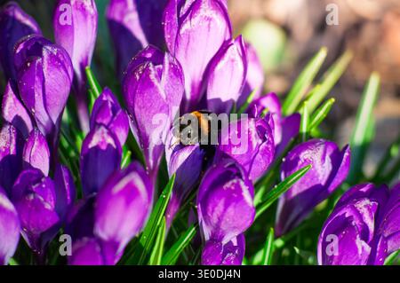 Detailed macro shot of a crocus with striped purple petals and a bright ...