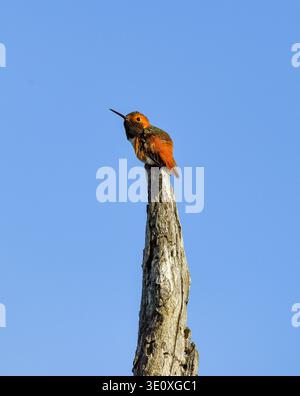 A bird is perched on a tall branch against a light background in ...