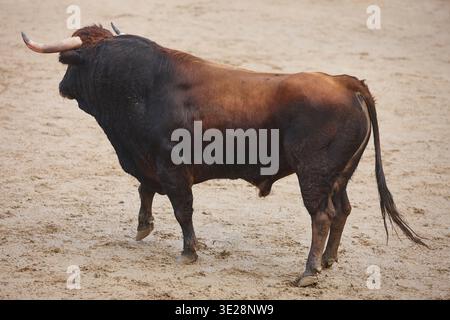 Fighting bull in the arena. Bullring. Toro bravo. Spain. Vertical Stock ...