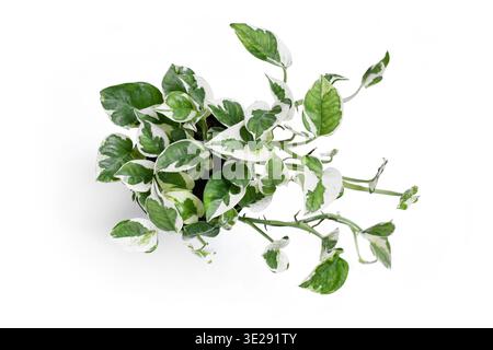'Epipremnum Aureum N'Joy' pothos houseplant with white and green ...