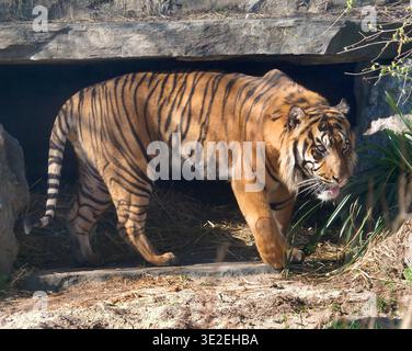 Tiere im Zoo Krefeld im Bundesland NRW in Deutschland. Graureier Zoo ...