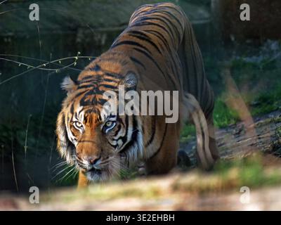 Tiere im Zoo Krefeld im Bundesland NRW in Deutschland Deutschland ...
