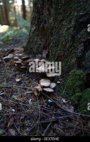 Dense cluster of brown mushrooms growing among green grass near stone ...