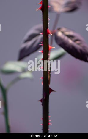 Vertical macro of sharp red rose thorns with delicate spiderwebs. Great ...