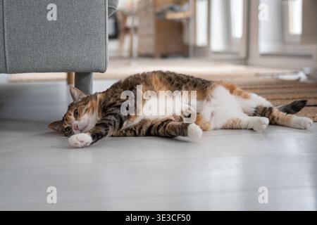 Lazy fluffy calico cat resting on soft pet bed beside open laptop with ...