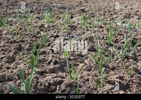 Green onions rise from the soil in a garden. They are growing thickly ...