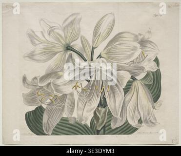 The Botanical magazine, or, Flower garden displayed (Plate 161 ...