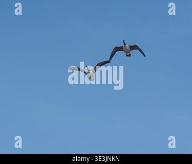 Two wild geese in flight against a bright blue sky Stock Photo - Alamy