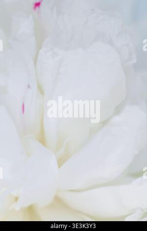 Vertical macro of a white peony bloom with a large, dense yellow stamen ...