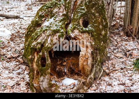 Large hollow tree trunk resembling an elephant head or Ganesha figure ...