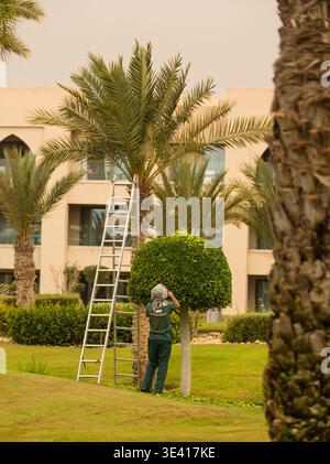 A person uses garden shears to cut red berries from a bush. The scene ...