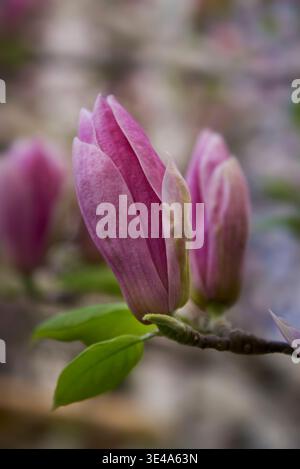 Pink magnolia flower with green leaf isolated on white background. Hand ...