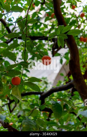 Dense Green Citrus Orchard in Rural Jeju Island Stock Photo - Alamy