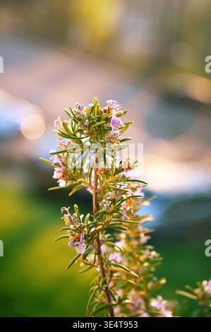 delicate light purple flowers with golden hearts, flowing green leaves ...