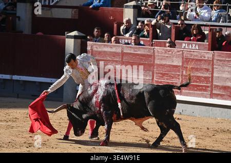 Bullfighter Cristian Perez during the bullfight with bulls from the ...
