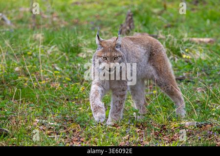 Eurasian lynx / Northern lynx (Lynx lynx lynx) hunting in grassland ...