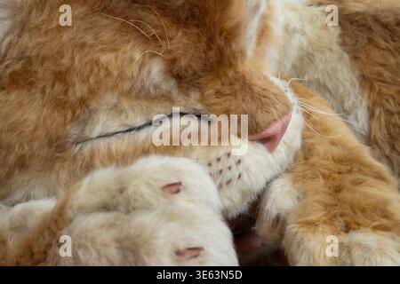 A large cat display at the arrival hall of Hong Kong International ...